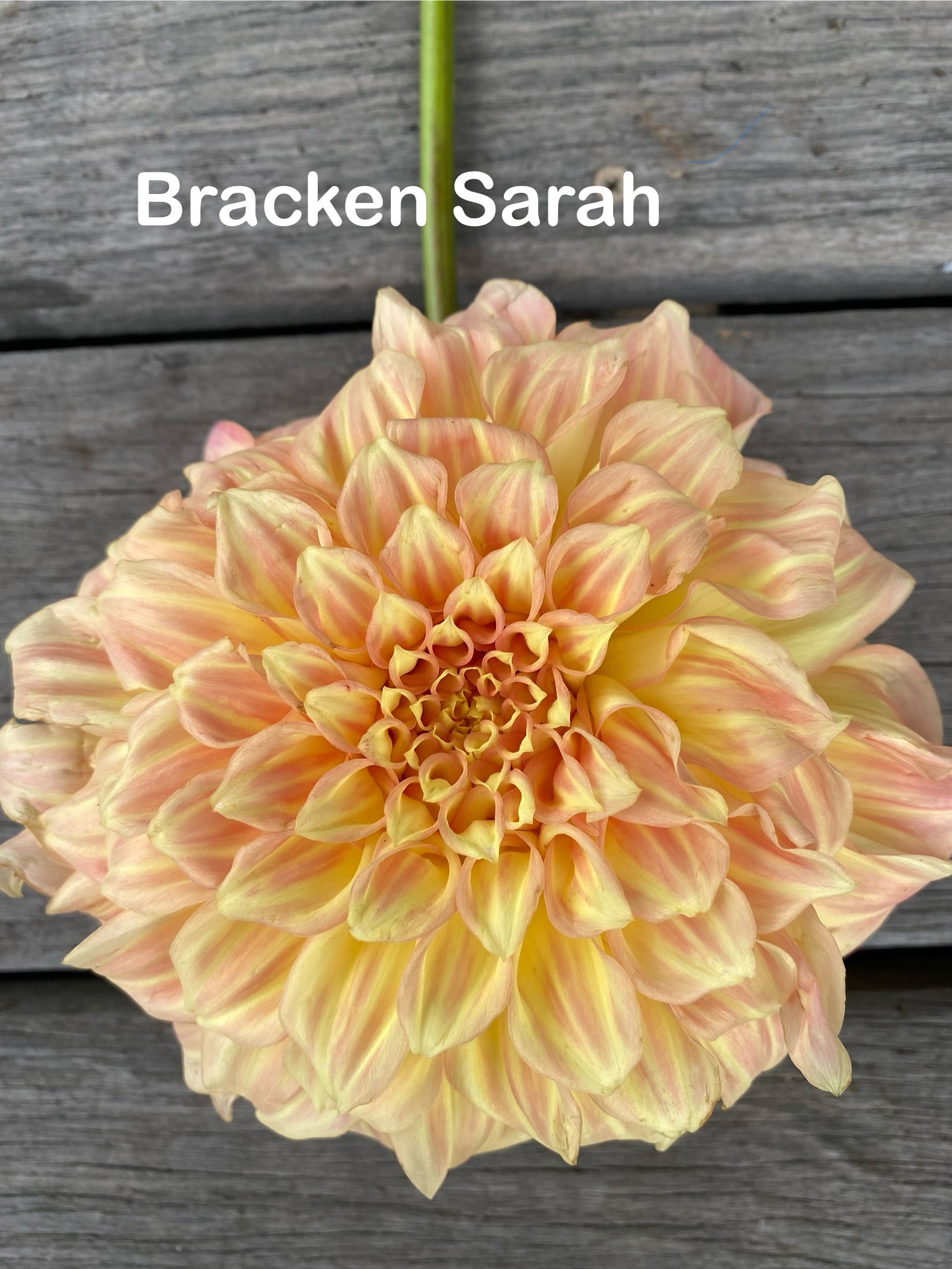 Bracken Sarah | Willow Tree Braidwood