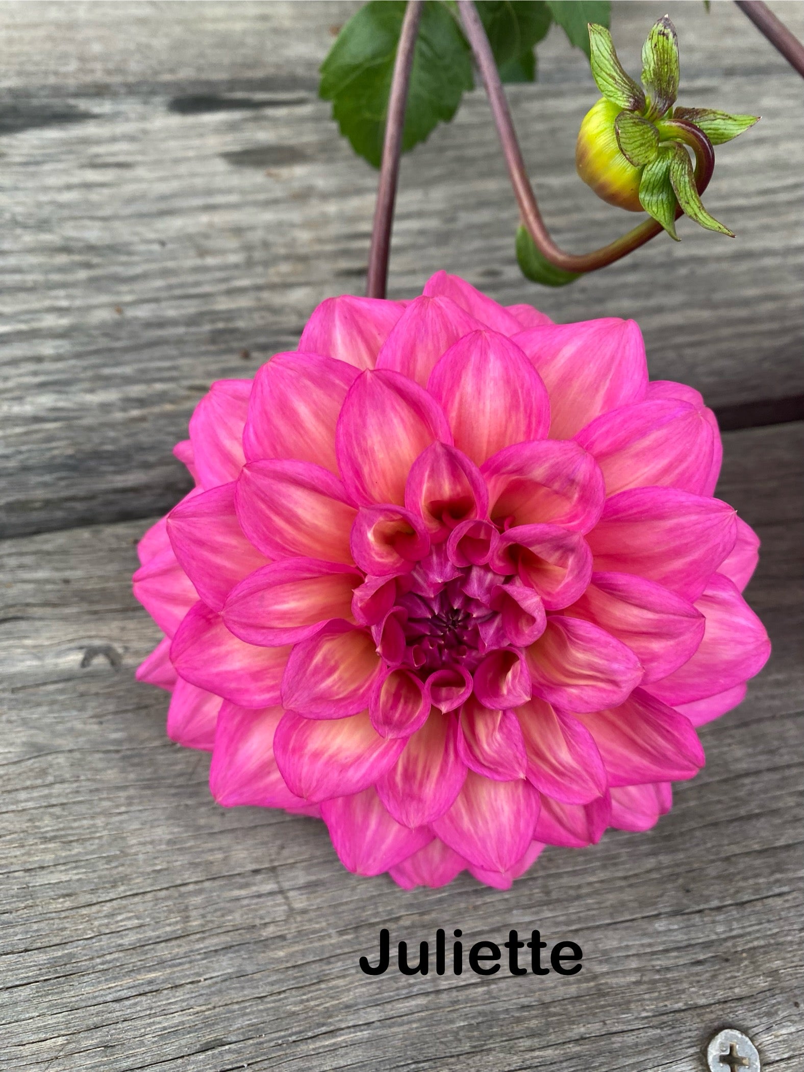 Juliette (AKA Belle) | Willow Tree Braidwood