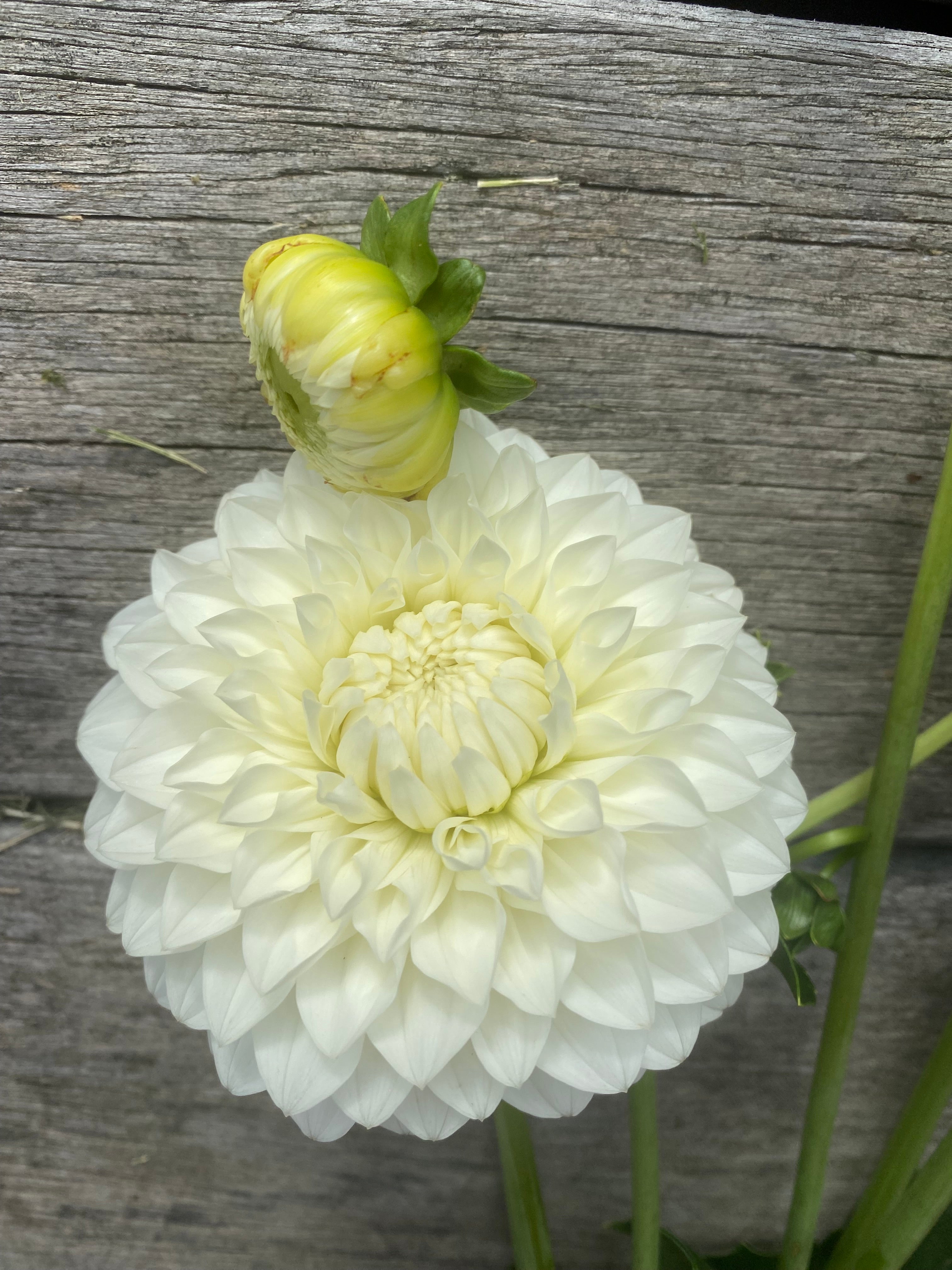 Boundary Snowflake | Willow Tree Braidwood